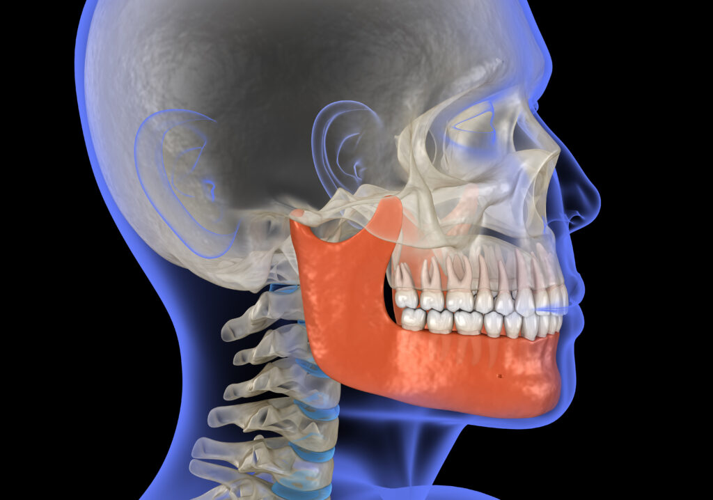 Human head in xray view and marked Jaw. Medically accurate 3D ...